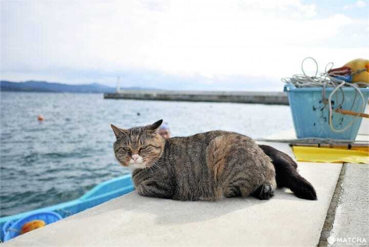Tashirojima Island Guide - Visit The Cat Island Of Miyagi | Japan ...