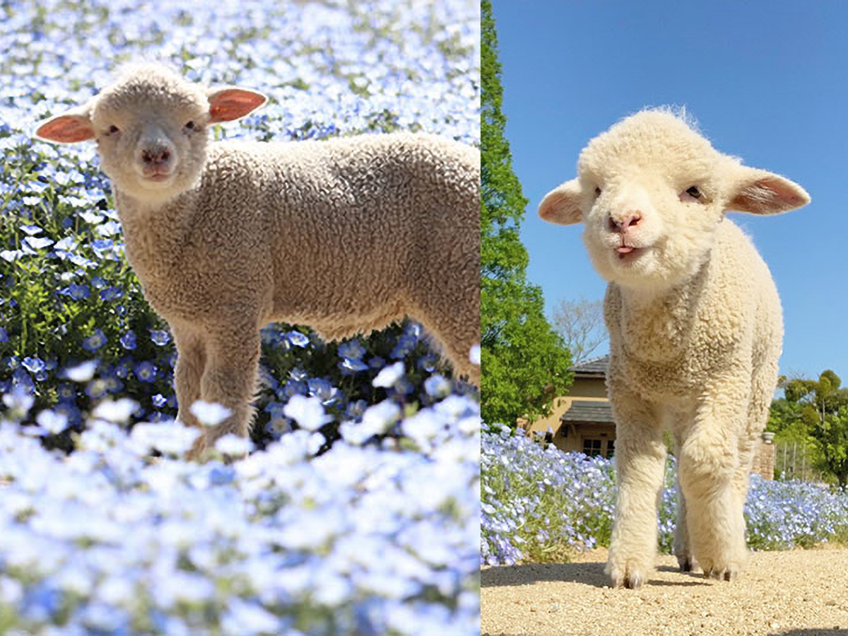Fluffy lamb frolicking in sea of flowers at Japanese farm is the ...