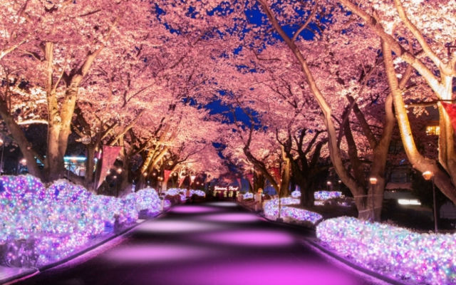 Japan Flower Guide 2020: What Flowers Bloom in Spring and When | Japan ...
