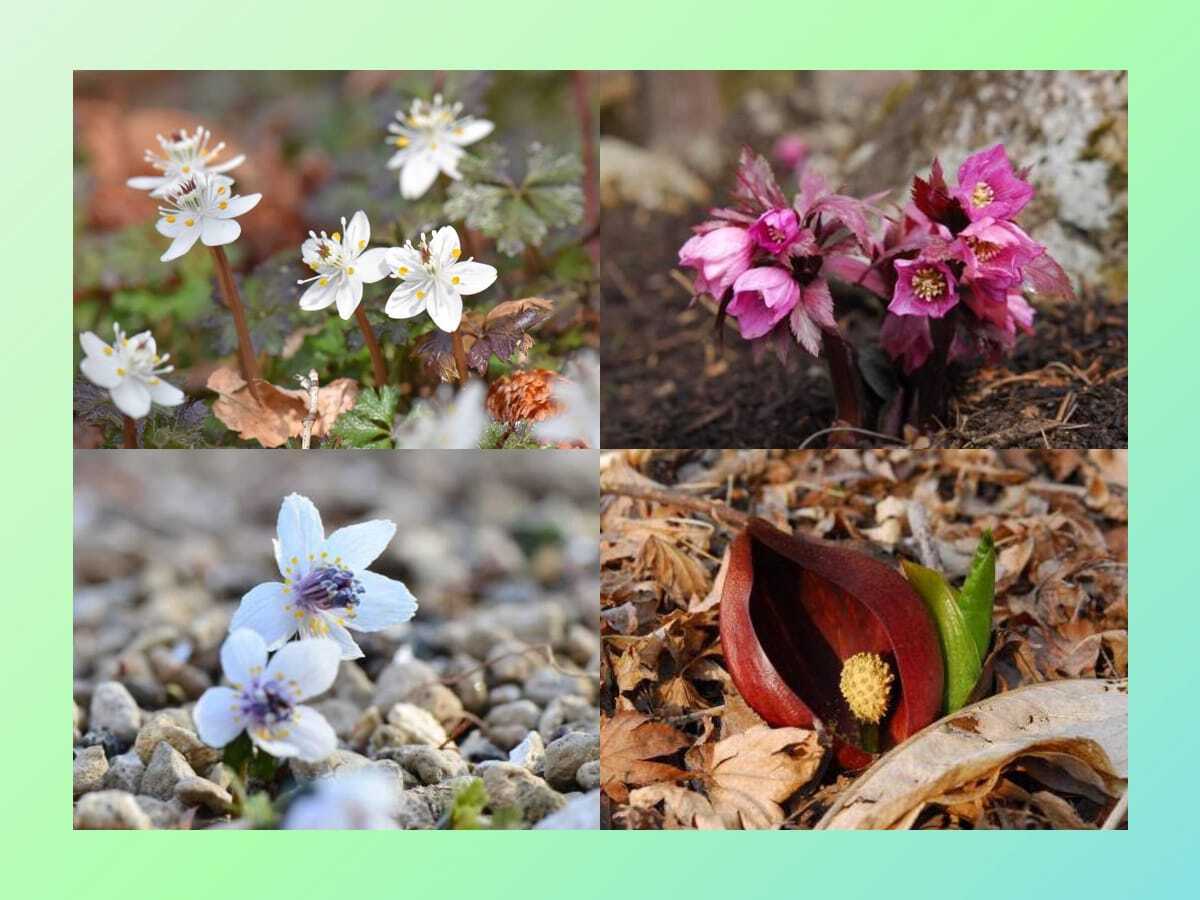 Rokko Alpine Botanical Garden announces park opening for early spring ...